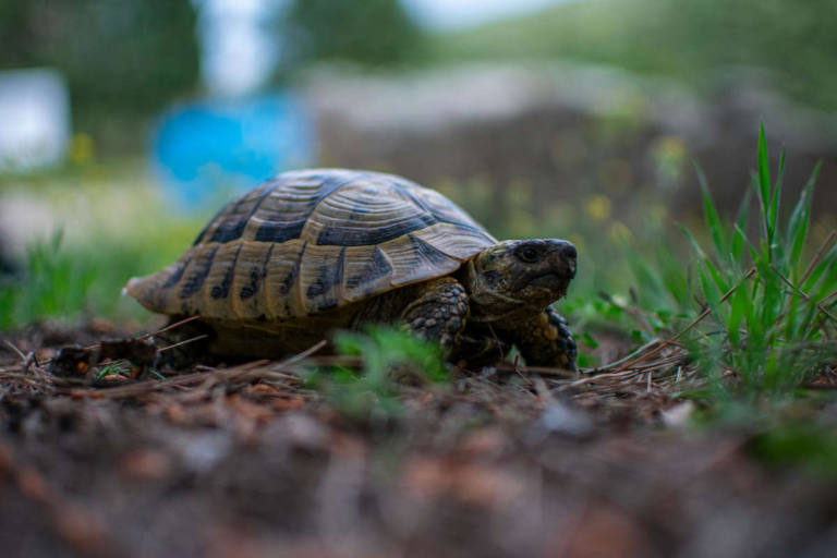 Tortoise hibernation: 5 key things you need to know!